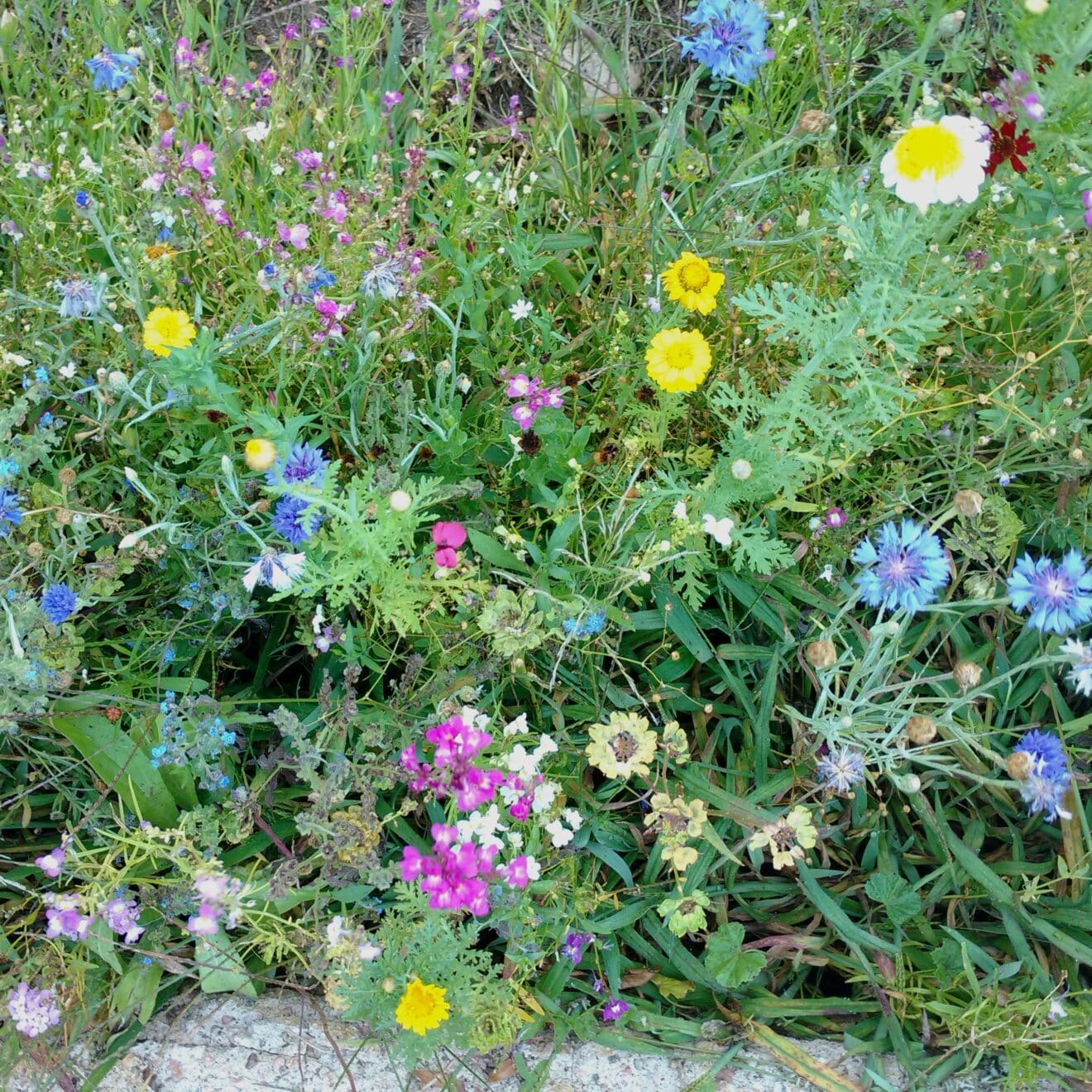 All Annual Wildflower Mix - Buffalo Brand Seed