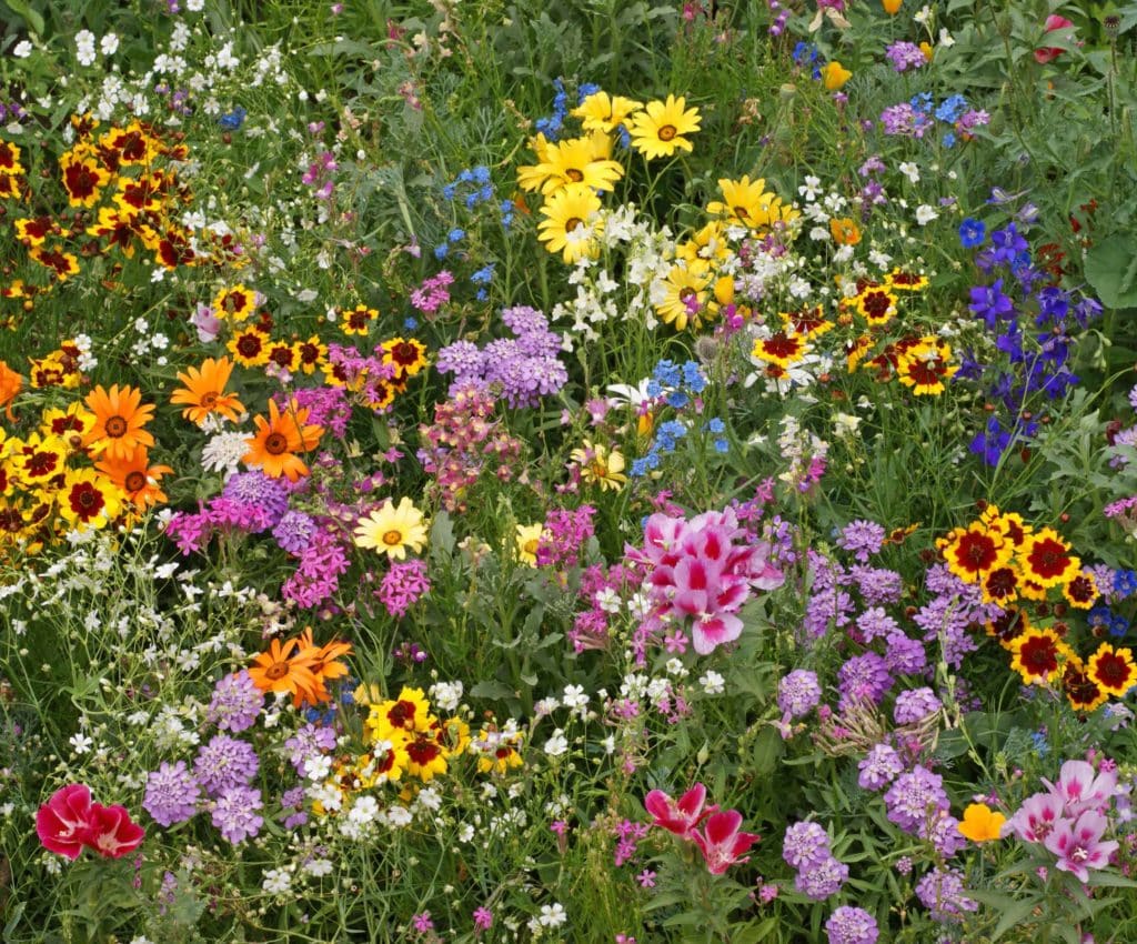 All Annual Wildflower Mix Buffalo Brand Seed All Annual Wildflower Mix Buffalo Brand Seed