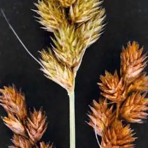 Proprietary Alfalfa - Buffalo Brand Seed
