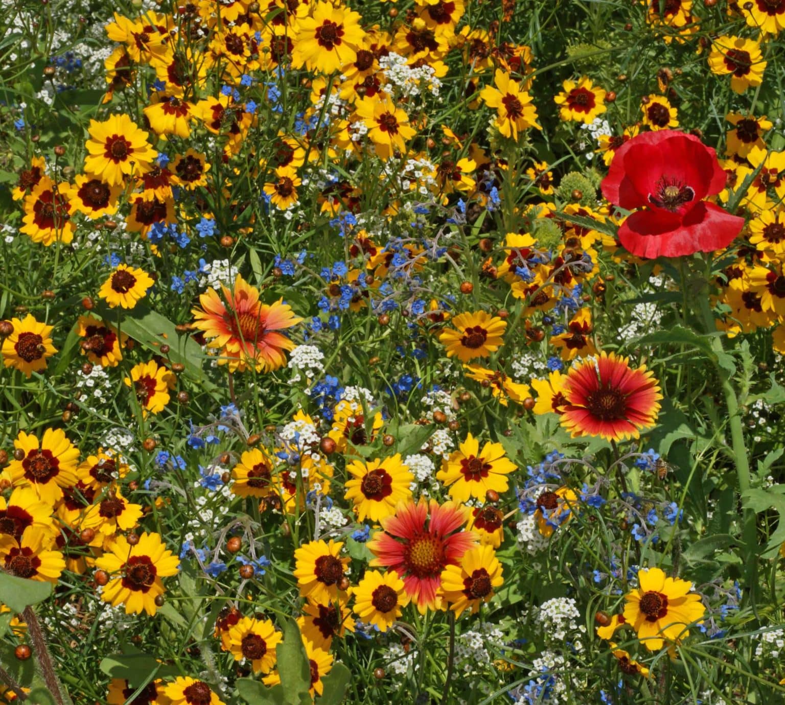 Bee Happy Pollinator Mix - Buffalo Brand Seed
