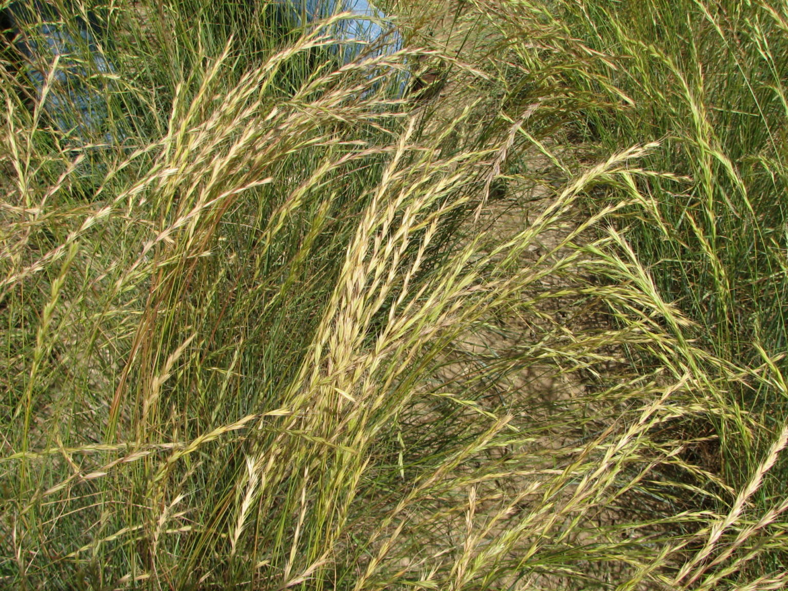 Bluebunch Wheatgrass - Buffalo Brand Seed