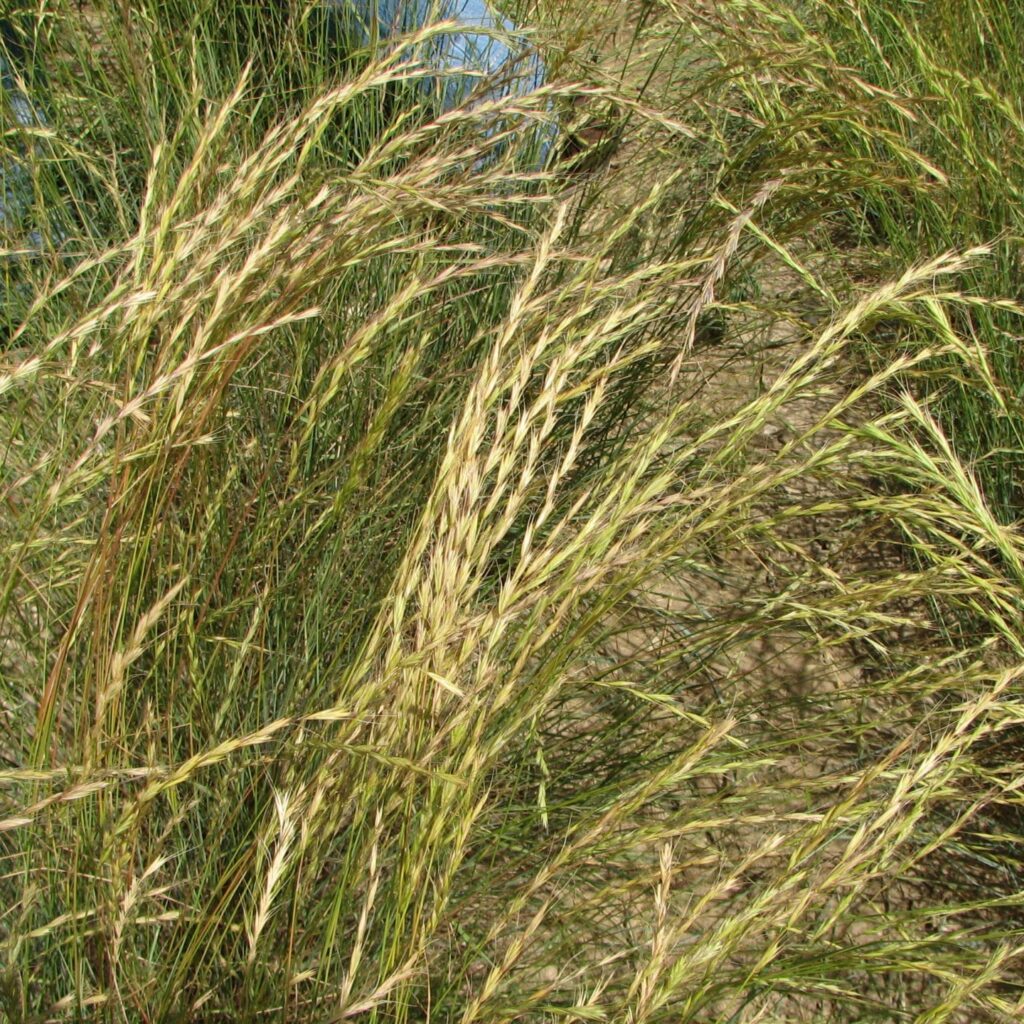 Bluebunch Wheatgrass - Buffalo Brand Seed