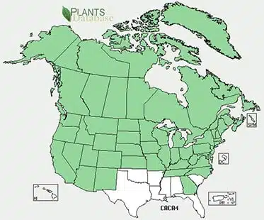 Bluejoint Reedgrass - Buffalo Brand Seed