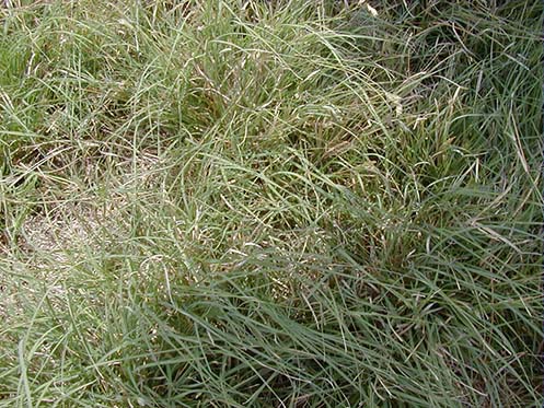Buffalograss - Buffalo Brand Seed
