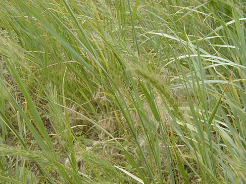 Canada Wildrye - Buffalo Brand Seed