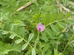Common Vetch - Buffalo Brand Seed