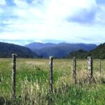 Buffalo Brand Dryland Pasture Mix - Buffalo Brand Seed