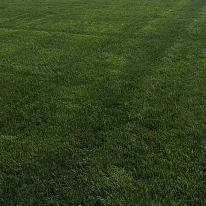 Buffalo Brand Dura-Turf Plus - Buffalo Brand Seed