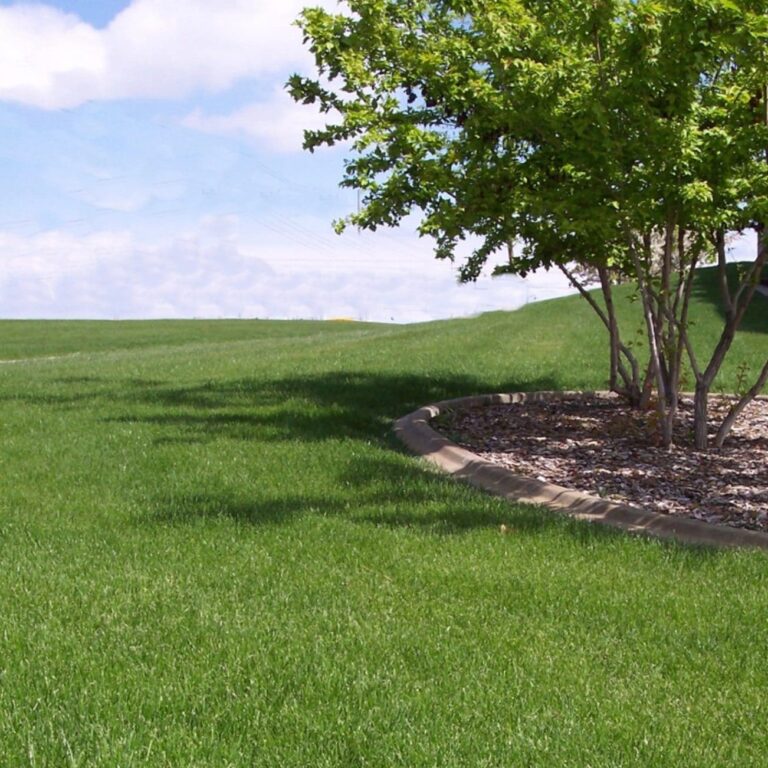 Emerald III Tall Fescue Blend - Buffalo Brand Seed