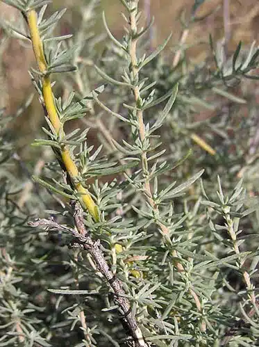 Forage Kochia - Buffalo Brand Seed
