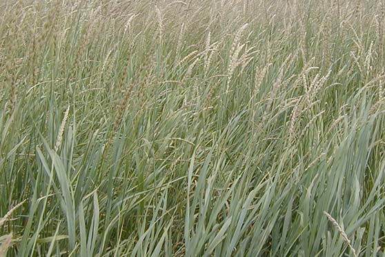 Great Basin Wildrye - Buffalo Brand Seed