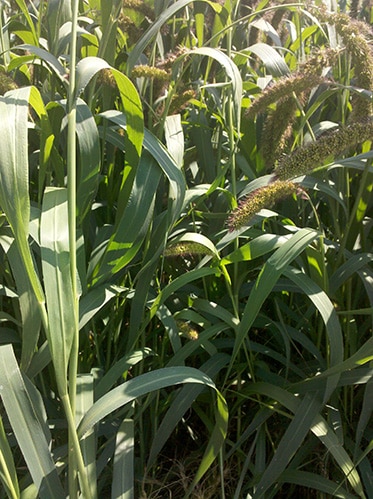 Foxtail Millet - Buffalo Brand Seed