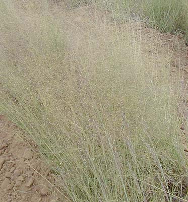Indian Ricegrass - Buffalo Brand Seed