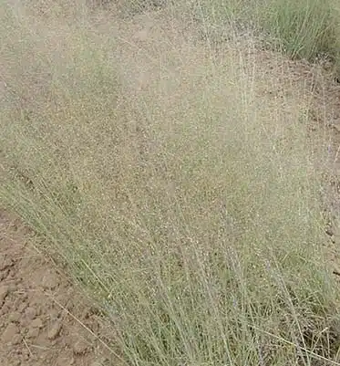 Indian Ricegrass - Buffalo Brand Seed