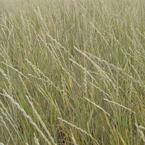 Intermediate Wheatgrass - Buffalo Brand Seed