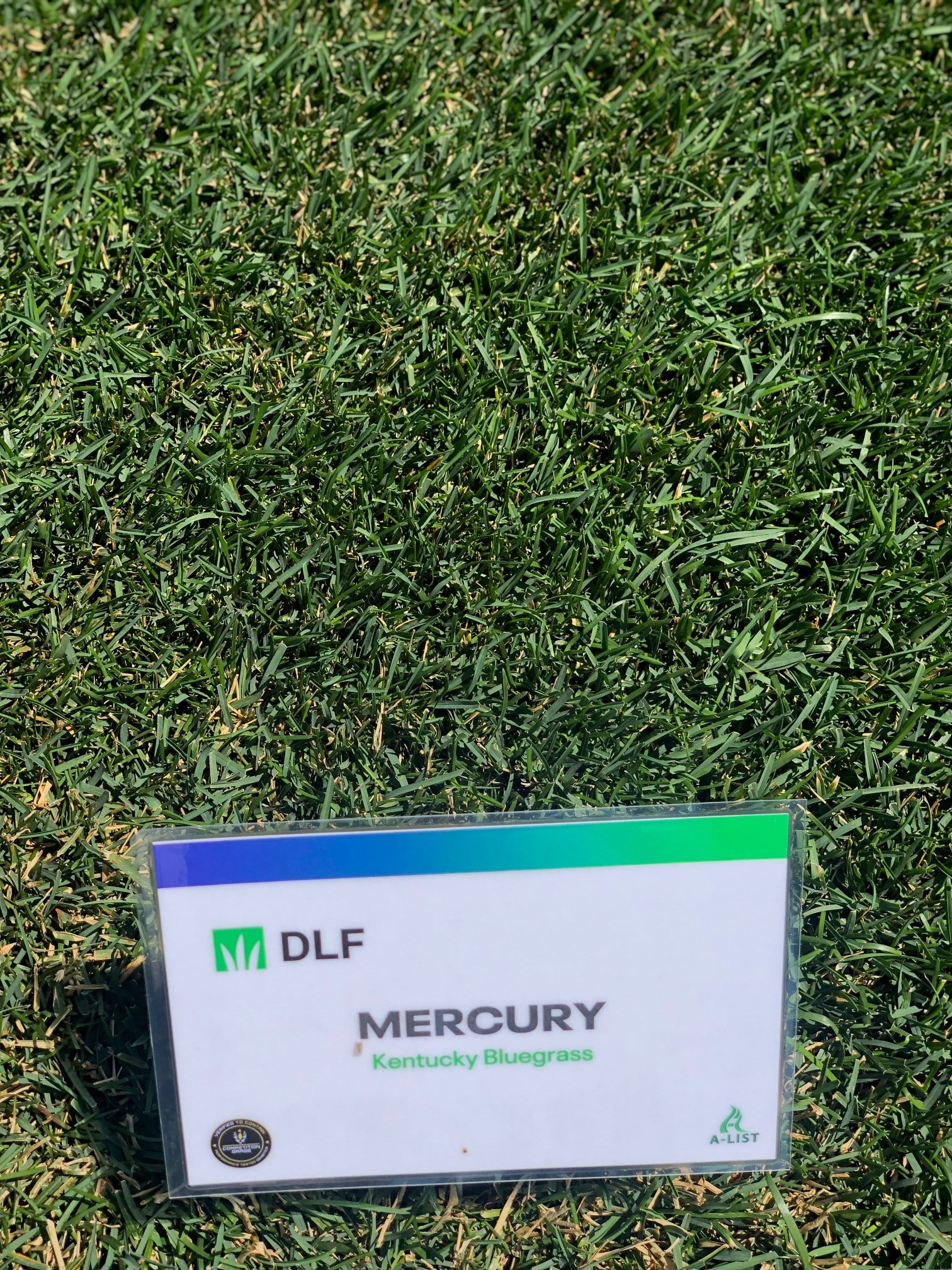 Elite-Improved Kentucky Bluegrass - Buffalo Brand Seed