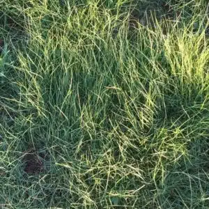 Dryland Wildflower Mix - Buffalo Brand Seed