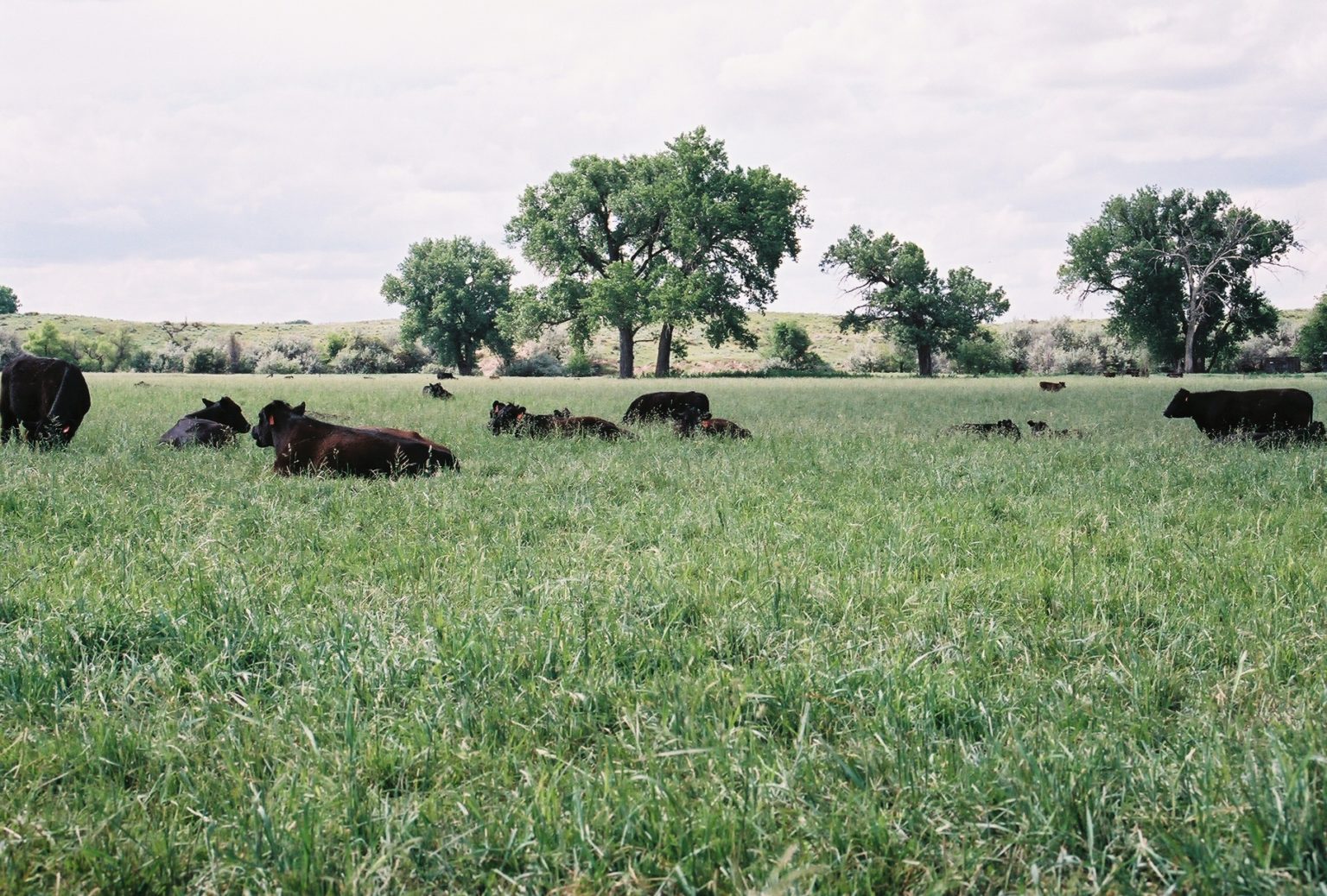 Buffalo Brand Pm 6 Premium Irrigated Mix Buffalo Brand Seed