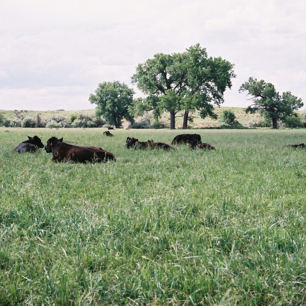 Buffalo Brand PM-6 Premium Irrigated Mix - Buffalo Brand Seed