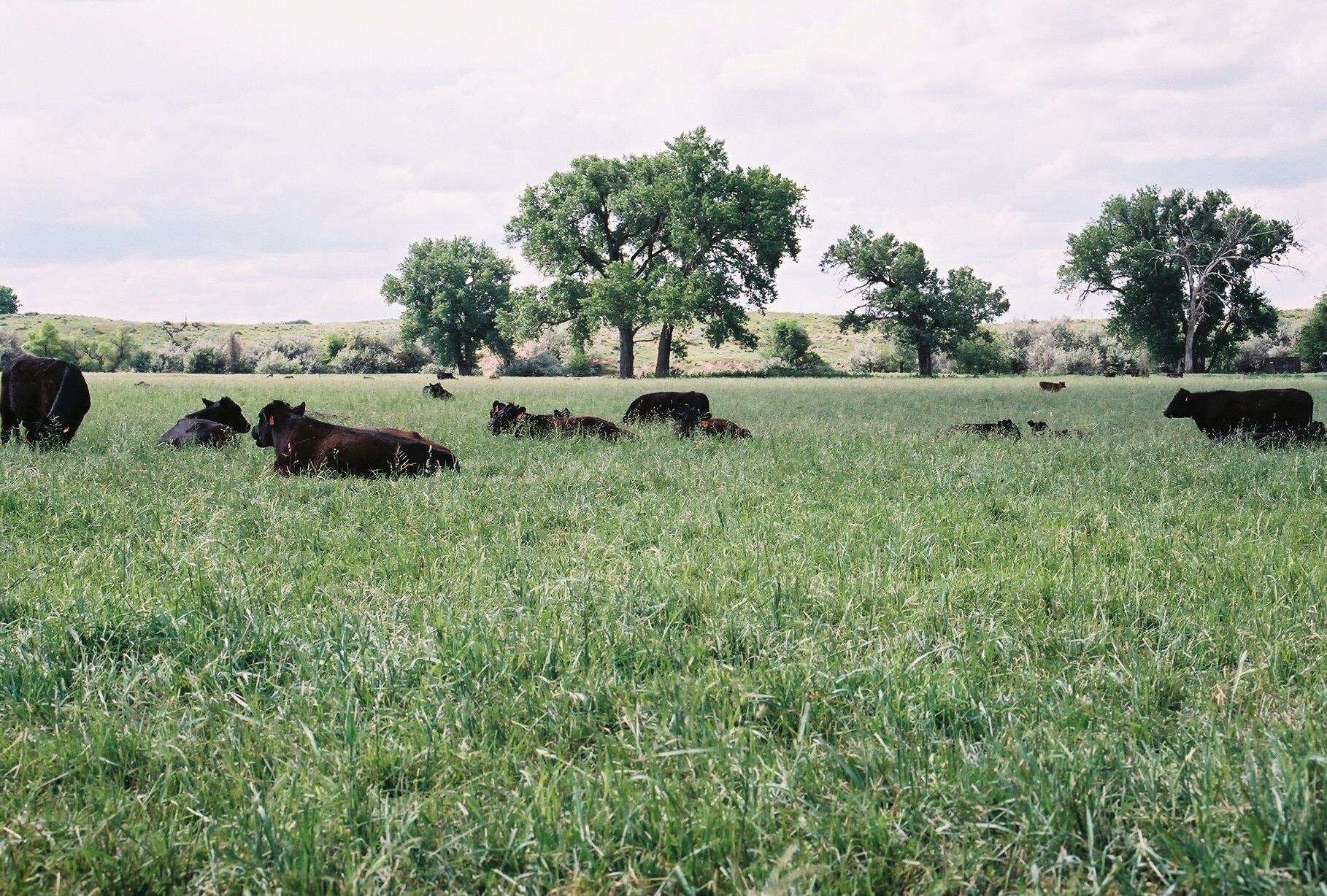 Buffalo Brand PM-6 Premium Irrigated Mix - Buffalo Brand Seed