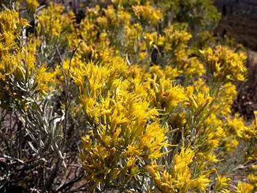 Rubber Rabbitbrush - Buffalo Brand Seed