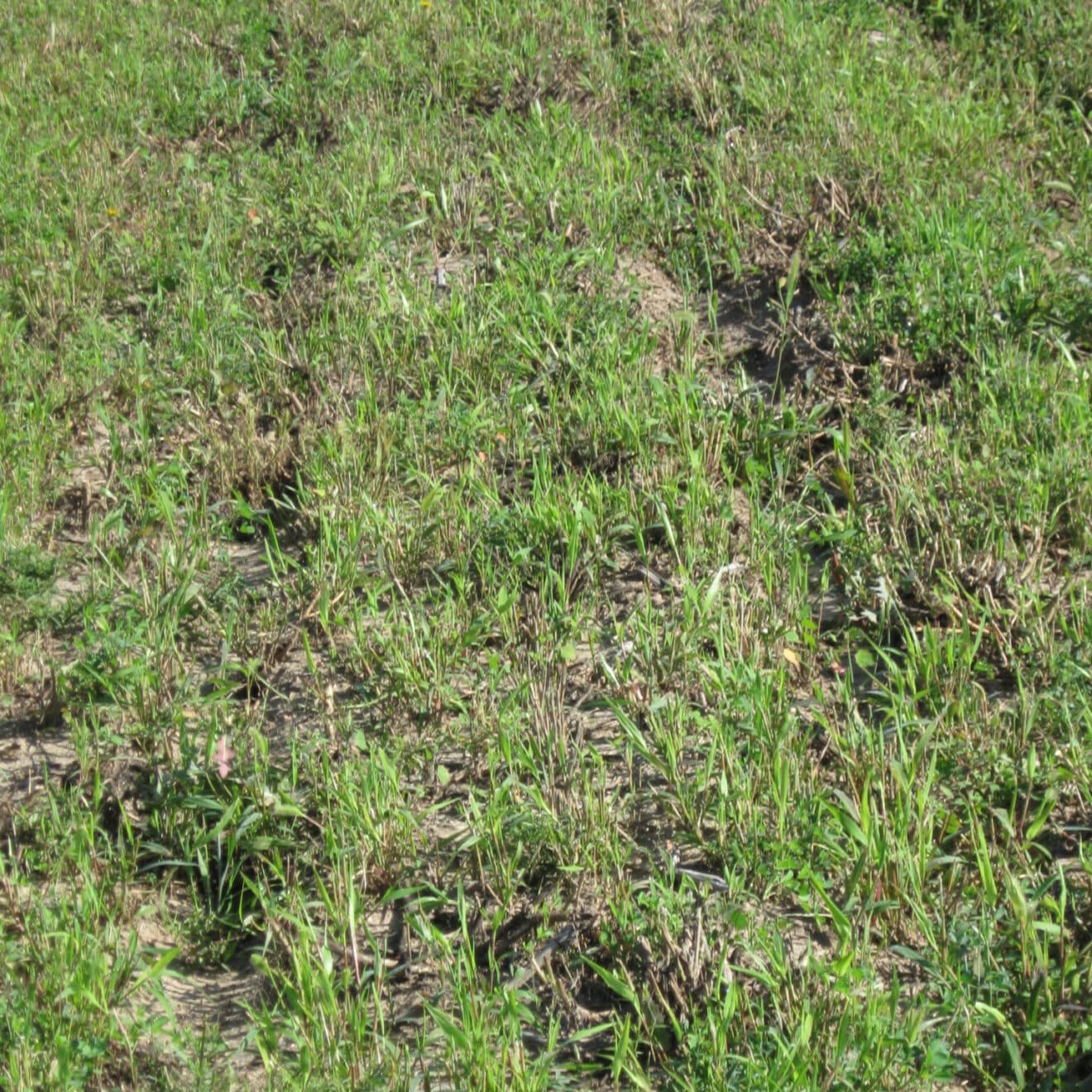Public Alfalfa - Buffalo Brand Seed