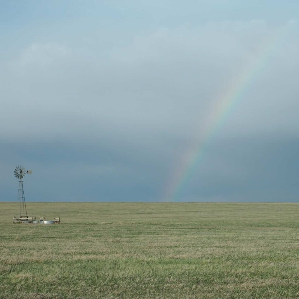 Buffalo Brand Shortgrass Mix - Buffalo Brand Seed