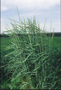 Slender Wheatgrass - Buffalo Brand Seed