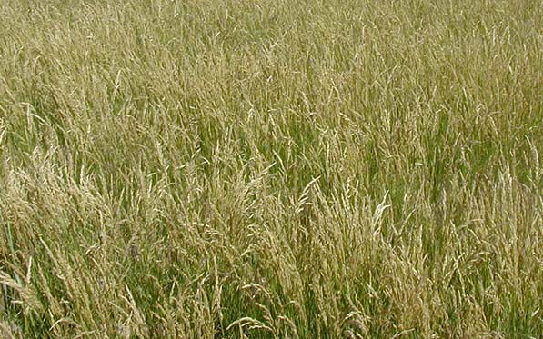 Smooth Brome Buffalo Brand Seed