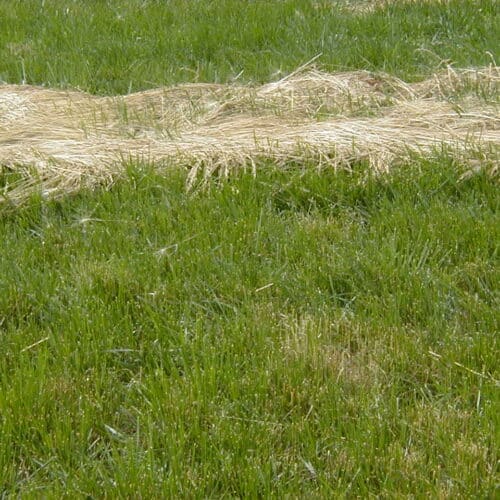 Tall Fescue - Buffalo Brand Seed