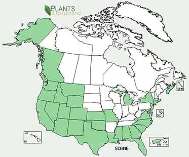 Three Square Bulrush - Buffalo Brand Seed