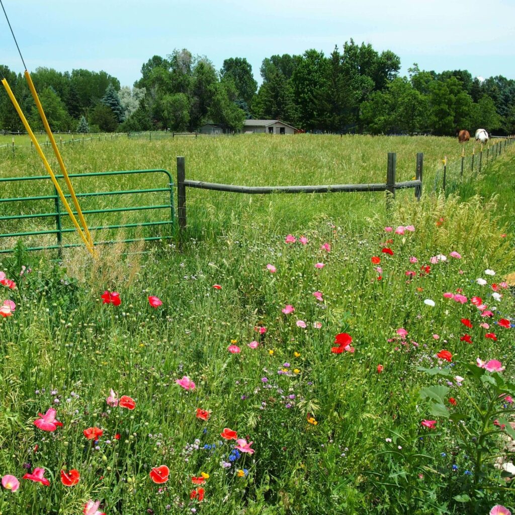 Buffalo Brand Ultimate Color Mix - Buffalo Brand Seed