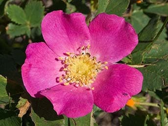 Woods Rose - Buffalo Brand Seed