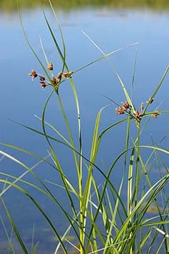 Alkali Bulrush (Schoenoplectus maritimus) - Buffalo Brand Seed