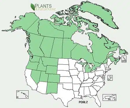 Alpine Bluegrass - Buffalo Brand Seed