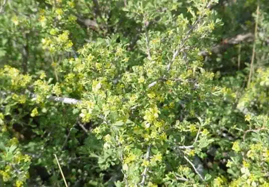 Antelope Bitterbrush - Buffalo Brand Seed