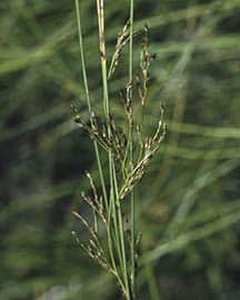 Baltic Rush (Juncus balticus) - Buffalo Brand Seed