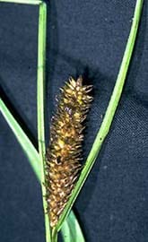 Beaked Sedge - Buffalo Brand Seed