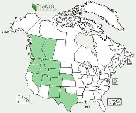 Beardless Wheatgrass - Buffalo Brand Seed