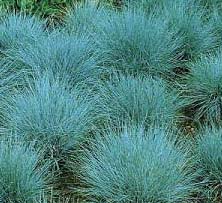 Blue Fescue - Buffalo Brand Seed