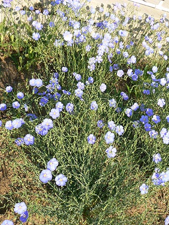Lewis Blue Flax, Appar - Buffalo Brand Seed