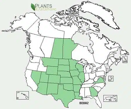 Buffalograss - Buffalo Brand Seed