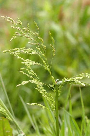 Canada Bluegrass - Buffalo Brand Seed