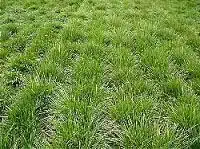 Chewings Fescue - Buffalo Brand Seed