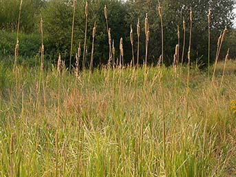 Creeping Foxtail - Buffalo Brand Seed