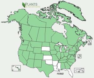 Creeping Red Fescue - Buffalo Brand Seed