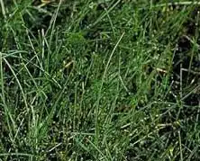 Creeping Red Fescue - Buffalo Brand Seed