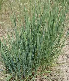 Crested Wheatgrass - Buffalo Brand Seed