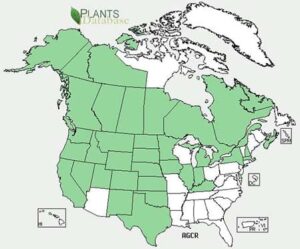 Crested Wheatgrass - Buffalo Brand Seed