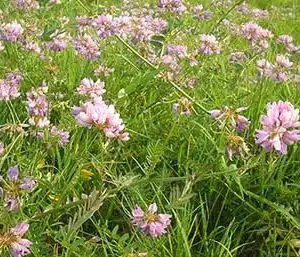 Cicer Milk Vetch - Buffalo Brand Seed